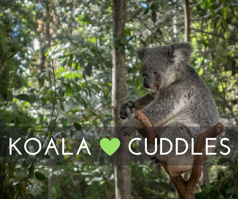 Koala Cuddle: Hug a Koala & Get Koala Photos