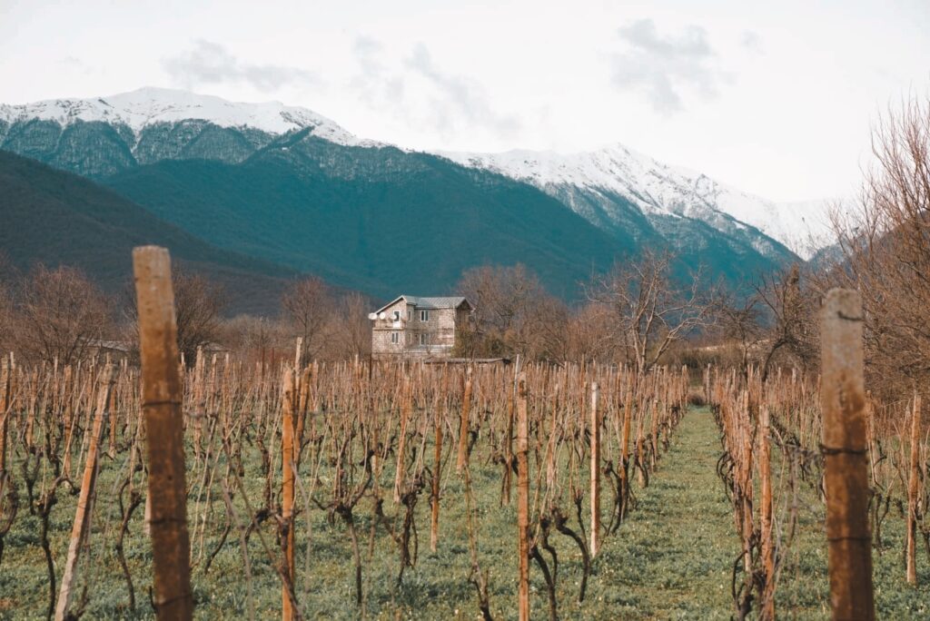 Kakheti Wineries: 10 Must-Visit Family Wineries Near Telavi